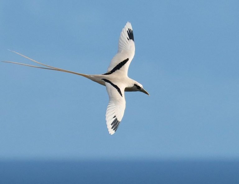 Midway Atoll: A Sanctuary for 18 Remarkable Bird Species - The Worlds ...