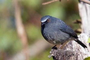 7 Bluebirds Found in India - The Worlds Rarest Birds