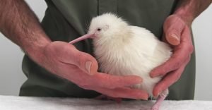 Why Are Kiwi Birds Called Kiwis: The Fascinating Origins - The Worlds ...