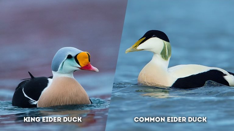 King Eider Vs Common Eider: A Comparative Study of Eider Duck Species - The Worlds Rarest Birds