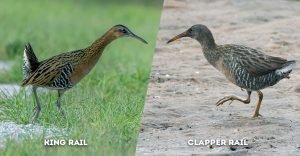 King Rails and Clapper Rails in Their Natural Habitat - The Worlds ...