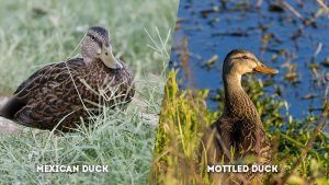 Mexican Duck Vs Mottled Duck: a Comparison of North American Ducks ...