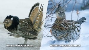 Ruffed Grouse Male Vs Female - The Worlds Rarest Birds