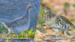Sharp-Tailed Grouse vs. Ruffed Grouse: Habitat, Behavior, and ...