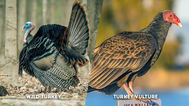 Wild Turkey Vs Turkey Vulture: Contrasting Birds with 'Turkey' in Their ...