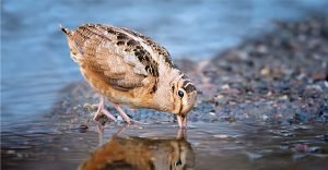 Why Do Woodcock Birds Dance: Unraveling the Mystery - The Worlds Rarest ...