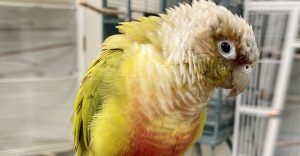 How Long Do Sun Conures Live? A Guide to Their Lifespan - The Worlds ...