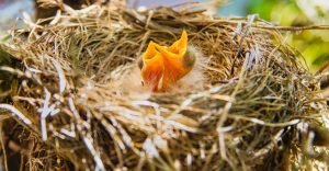 Protecting Nature's Young: How to Safely Relocate a Robins Nest? - The ...