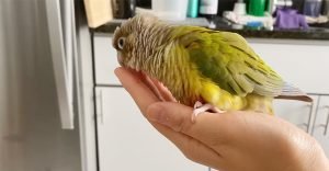 Understanding Teflon Toxicity in Birds: Signs, Causes, and Treatment ...