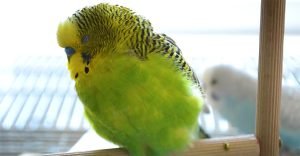 Understanding Teflon Toxicity in Birds: Signs, Causes, and Treatment ...