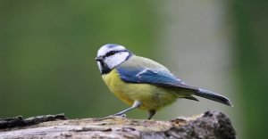 How Do Birds Communicate With Each Other? - The Worlds Rarest Birds