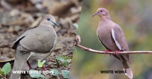 Comparing White-Tipped Dove and White Winged Dove: Habitat, Behavior, and Identification ...