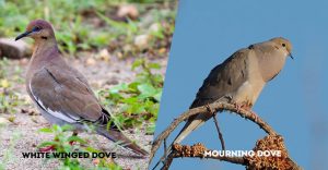 Plumage, Size, and Physical Differences: White-Winged Dove vs Mourning Dove - The Worlds Rarest ...