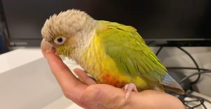 Feathered Intrigue: Why Does My Conure Keep Biting And Pulling On The Budgie's Feathers? - The ...