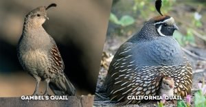 Gambel's Quail vs. California Quail: A Study of Two Iconic Quail ...
