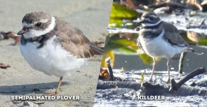 Shorebird Showdown: Comparing Semipalmated Plovers and Killdeers - The ...