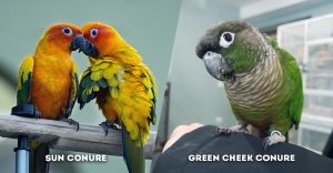 Sun Conures vs. Green-Cheeked Conures in Their Native Environments - The Worlds Rarest Birds
