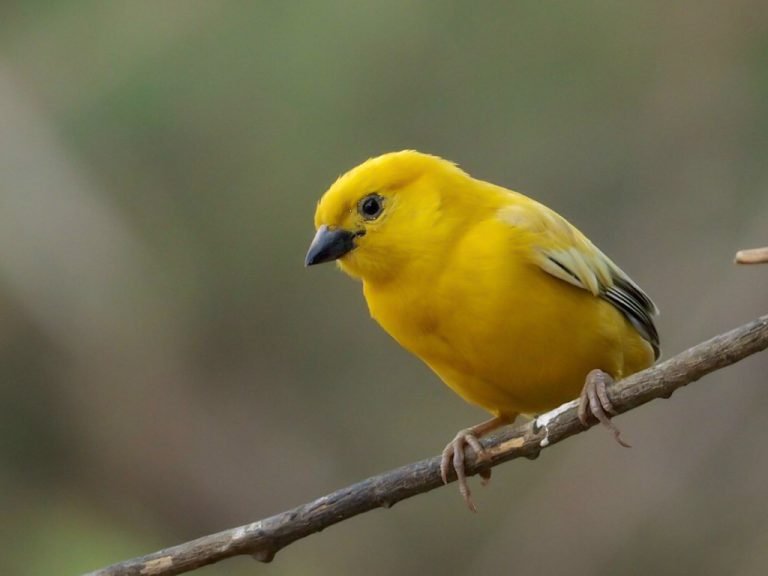 50 Common Birds In Saudi Arabian - The Worlds Rarest Birds