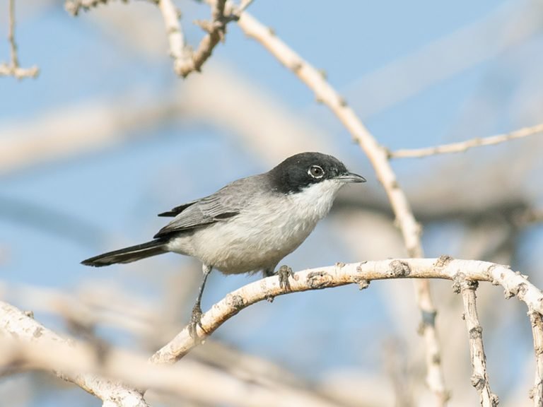 50 Common Birds In Saudi Arabian - The Worlds Rarest Birds