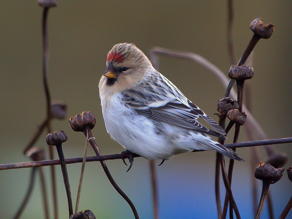 24 Red Birds That Call Massachusetts Home - The Worlds Rarest Birds