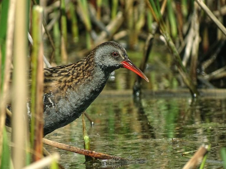 49 Most Common Birds Found In Chile - The Worlds Rarest Birds