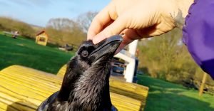 Mastering How To Train A Crow: A Comprehensive Guide - The Worlds ...