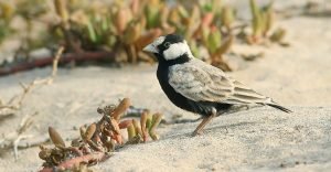 48 Birds That Live In Rajasthan - The Worlds Rarest Birds