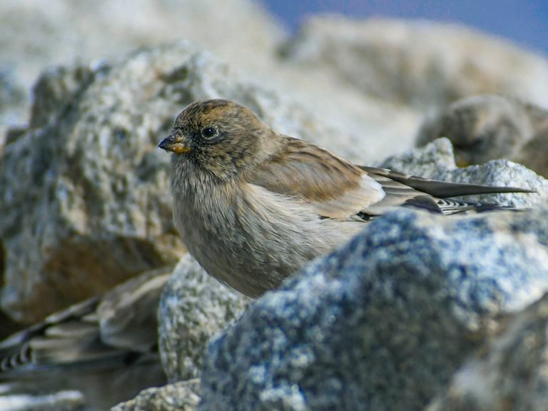 32 Birds Of Ladakh - The Worlds Rarest Birds
