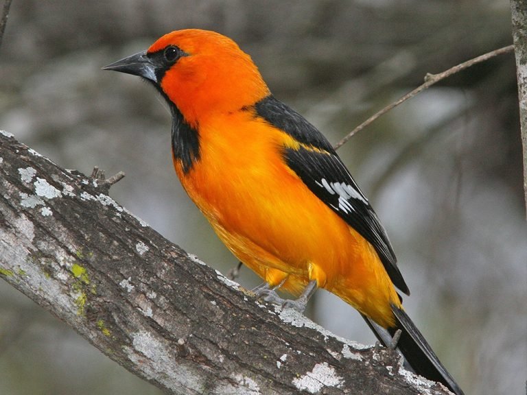 A Birdwatcher's Guide to 51 Colorado Birds: Where to Find Them and What ...