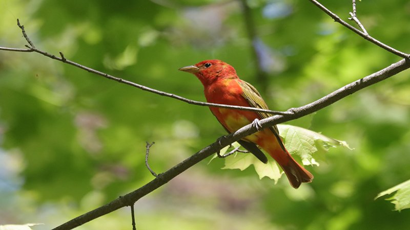 26 Birds That Are Red in Florida - The Worlds Rarest Birds