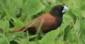 50 Birds Of The Philippines - The Worlds Rarest Birds