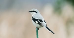 50 Most Common Birds In China - The Worlds Rarest Birds