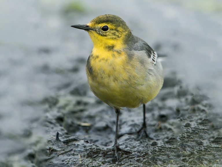 32 Birds Of Ladakh - The Worlds Rarest Birds