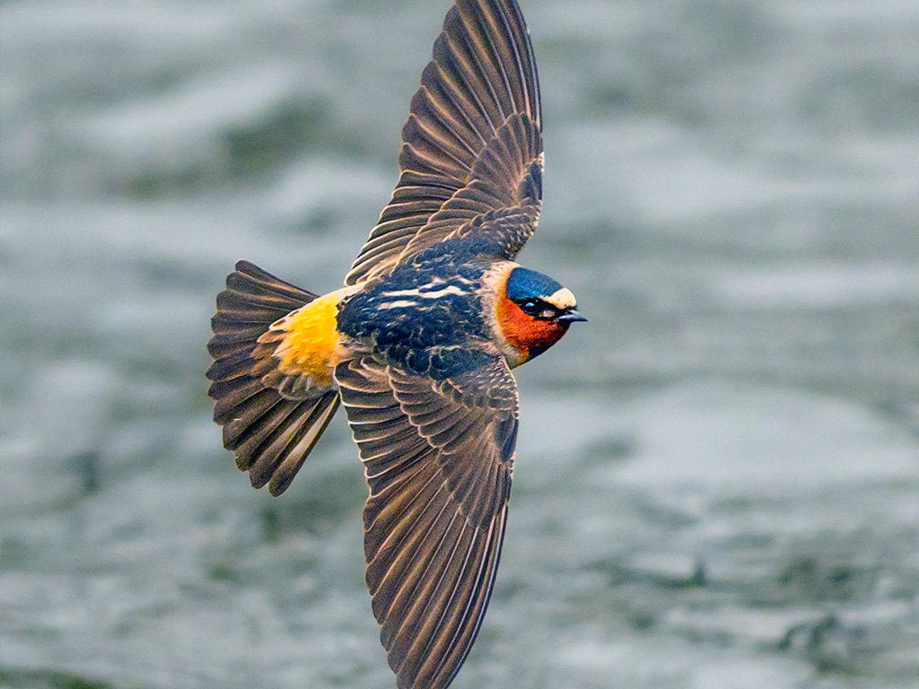 14 Beautiful Blue Birds in the Scenic Landscapes of Connecticut - The ...