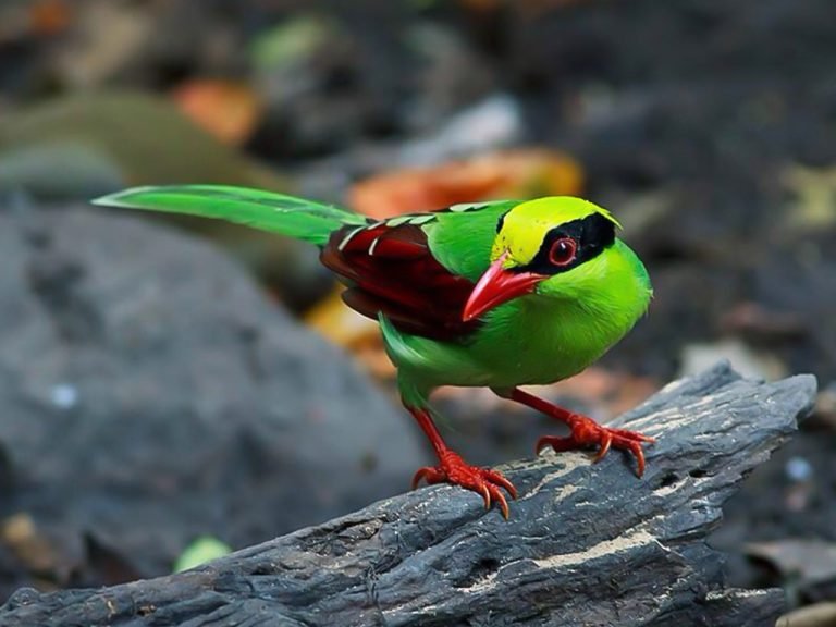 50 Most Common Birds In China - The Worlds Rarest Birds