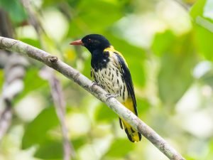 42 Palawan Island Birds - The Worlds Rarest Birds