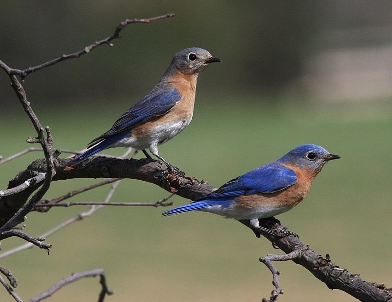 19 Blue Birds in Kentucky - The Worlds Rarest Birds