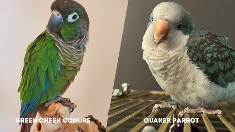 Green Cheek Conure Vs Quaker Parrot: Which Bird Should You Choose - The ...