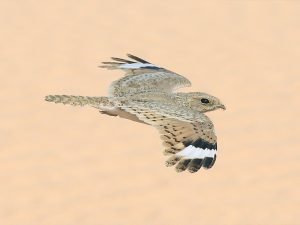 50 Birds Of Morocco - The Worlds Rarest Birds