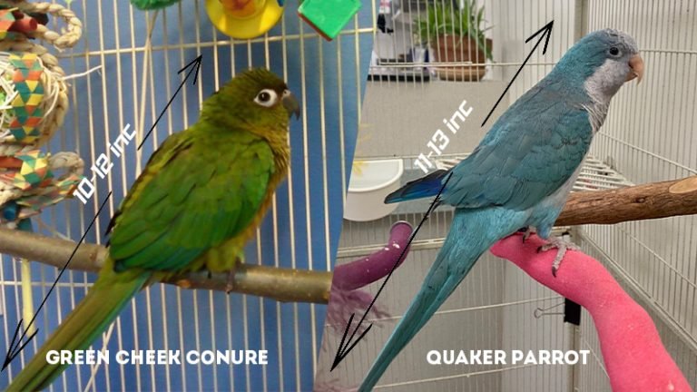 Green Cheek Conure Vs Quaker Parrot: Which Bird Should You Choose - The ...