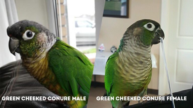 Green Cheeked Conure Male Vs Female: How to Tell the Difference? - The Worlds Rarest Birds