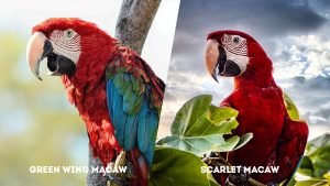 Green Wing Macaw Vs Scarlet Macaw: Which Bird Should You Choose? - The Worlds Rarest Birds