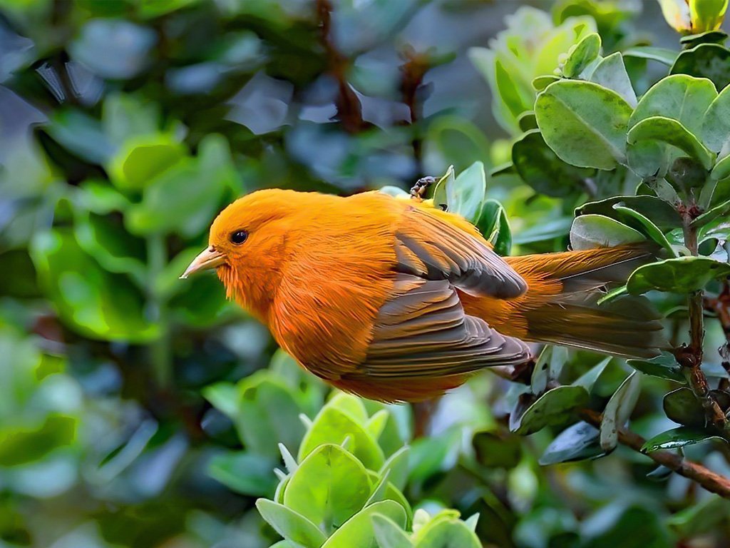 24 Hawaiian Garden Birds You Need to Know: Their Names, Sounds, and ...