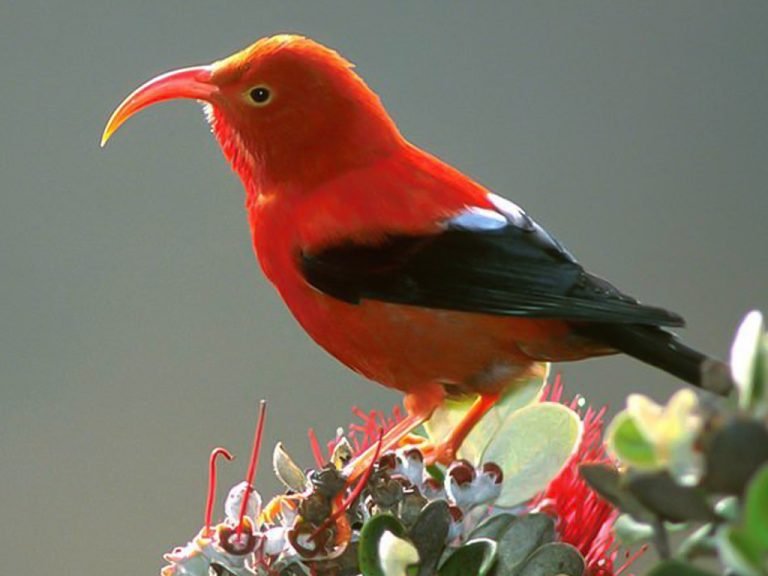22 Birds Of Kauai, Hawaii - The Worlds Rarest Birds