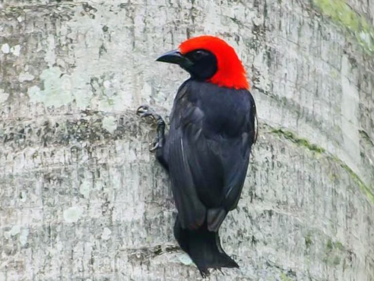 26 Common Nigerian Birds - The Worlds Rarest Birds