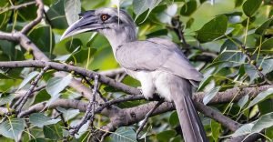 49 Native Pakistani Birds - The Worlds Rarest Birds
