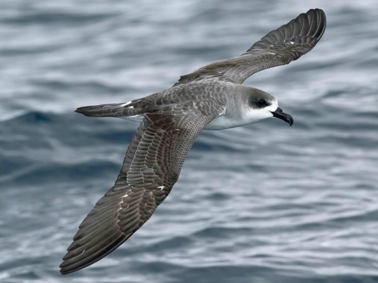 38 Guam Birds You Need To See - The Worlds Rarest Birds