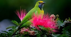 50 Birds Of The Philippines - The Worlds Rarest Birds