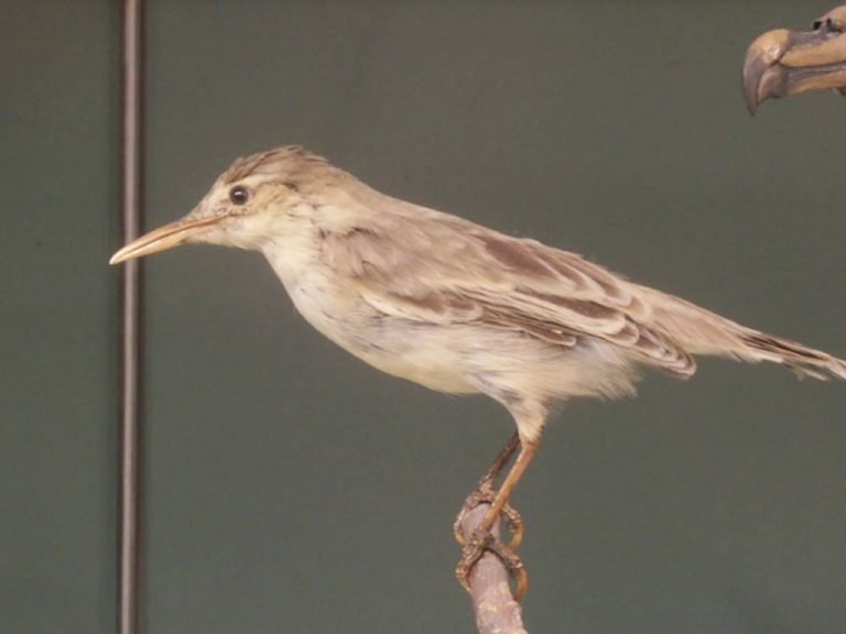 19 Birds That Live In Tahiti Island - The Worlds Rarest Birds