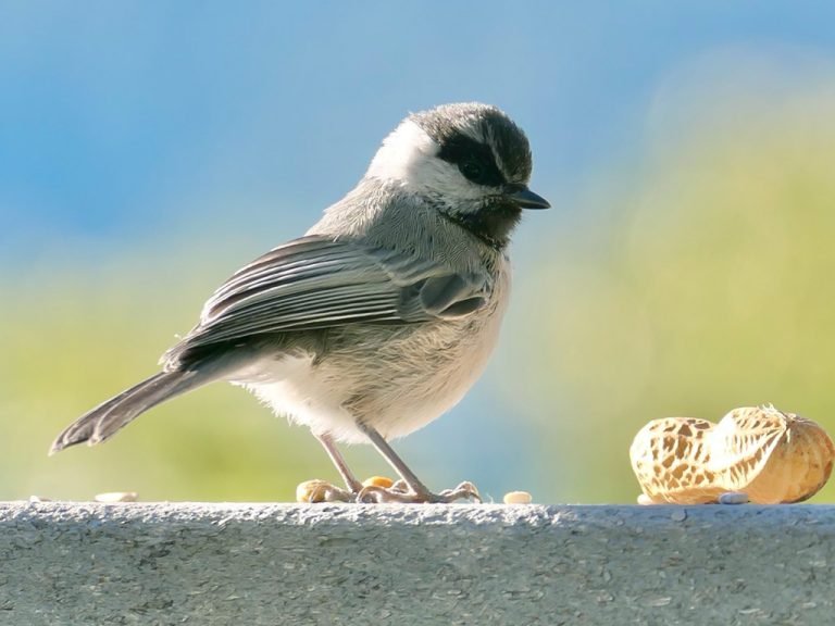 A Birdwatcher's Guide to 51 Colorado Birds: Where to Find Them and What ...